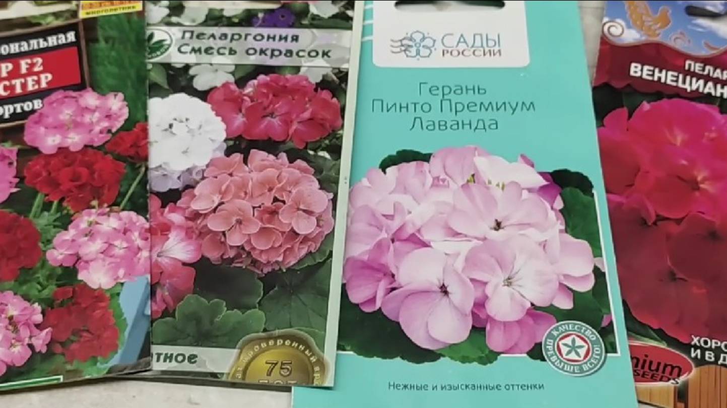 Обзор рассады Пеларгонии