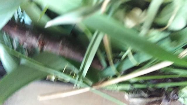 мой чёрно-белый жук усач часть 3 — конец третьей части