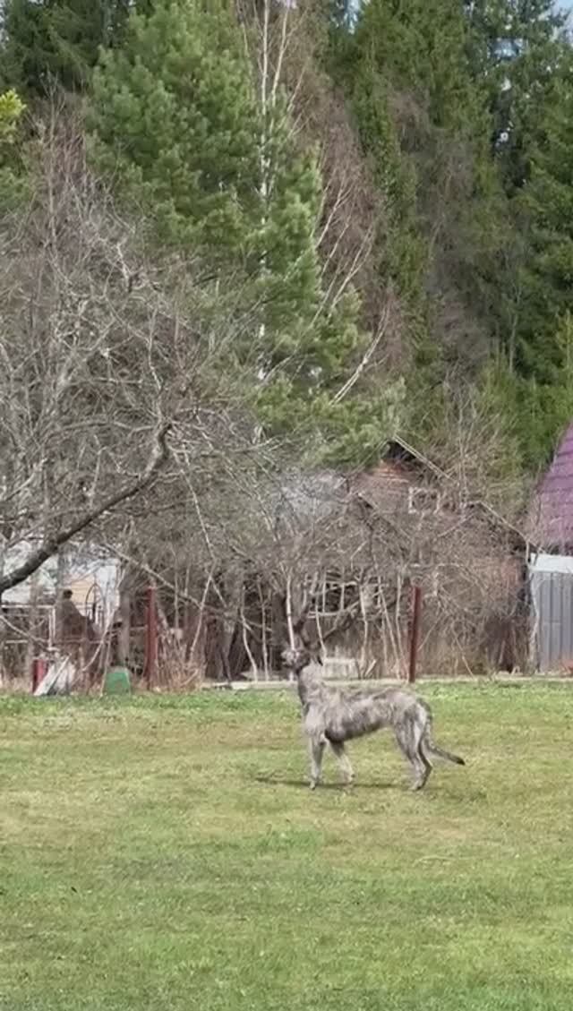 Волкодав и бабочки 🦋🦋🦋 Девочки, даже ИВушки.... такие девочки 💕