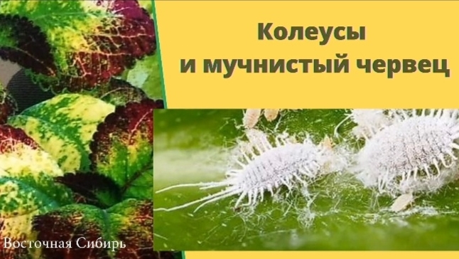 Мучнистый червец на колеусах. Методы борьбы. Мой опыт.