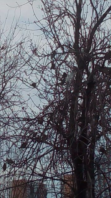 Свиристели прилетели