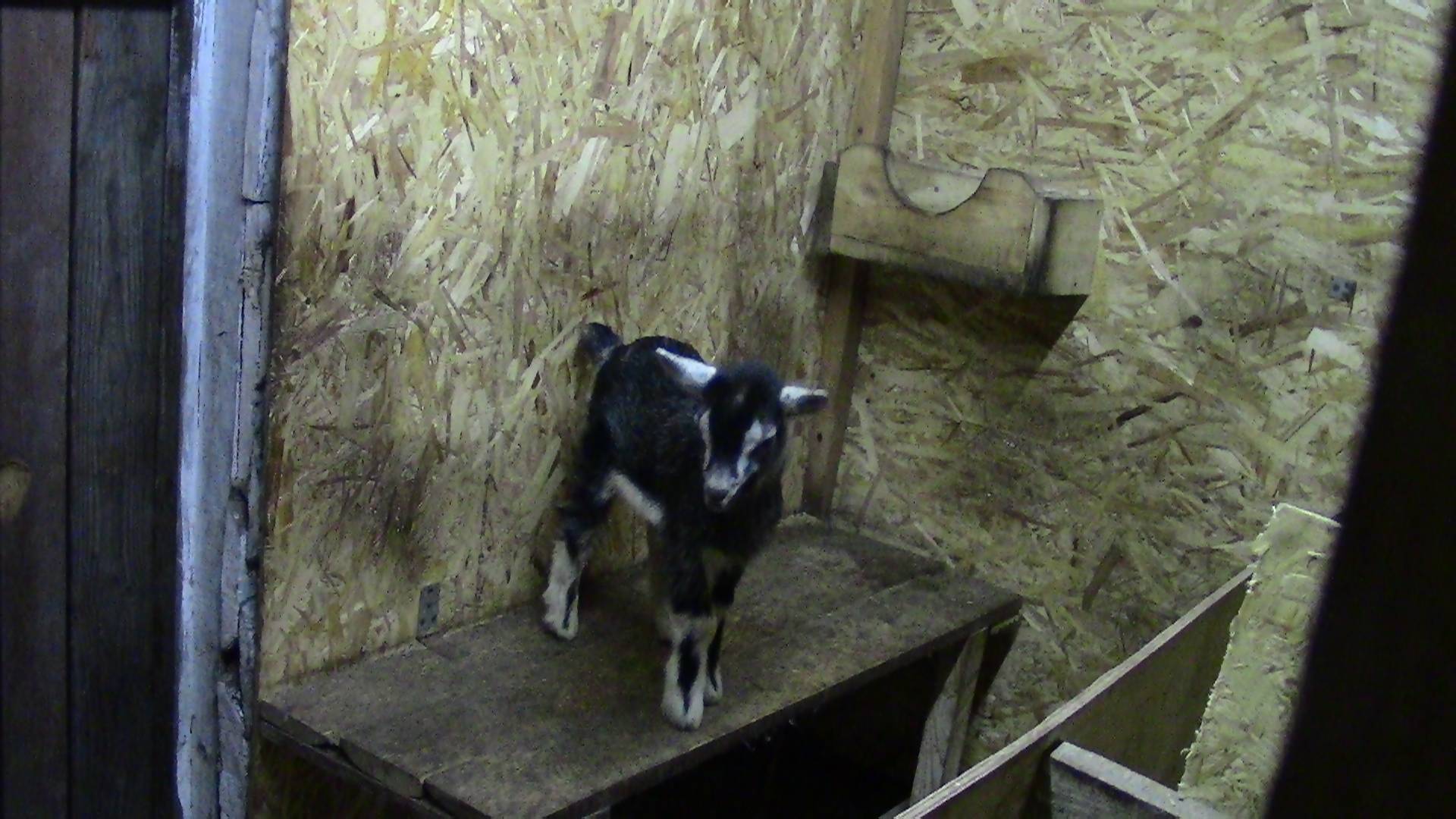 Муромцево 18  апреля 2025 Черненький учит лазать на скамейку...как...