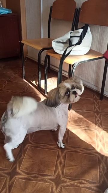 Ши-тцу Филипп подстригся на весну. Зоосалон Eteluin г. Краснодон.