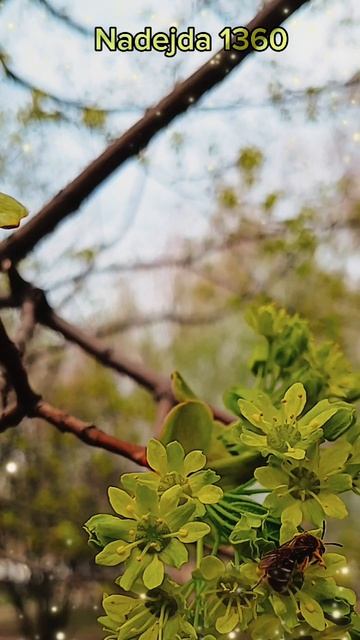 А у нас цветет клен!Аромат волшебный!