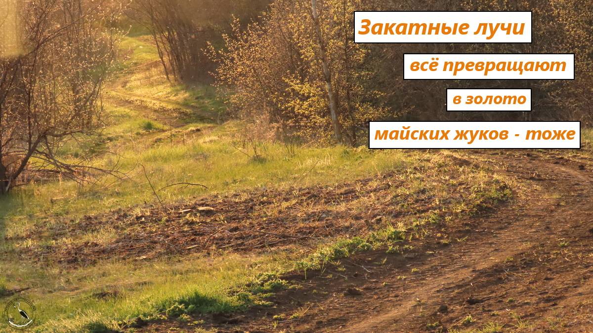 Золотые жуки летают на закате. Ростовская область, северо-запад, 17.04.25