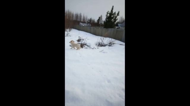 Щенки растут