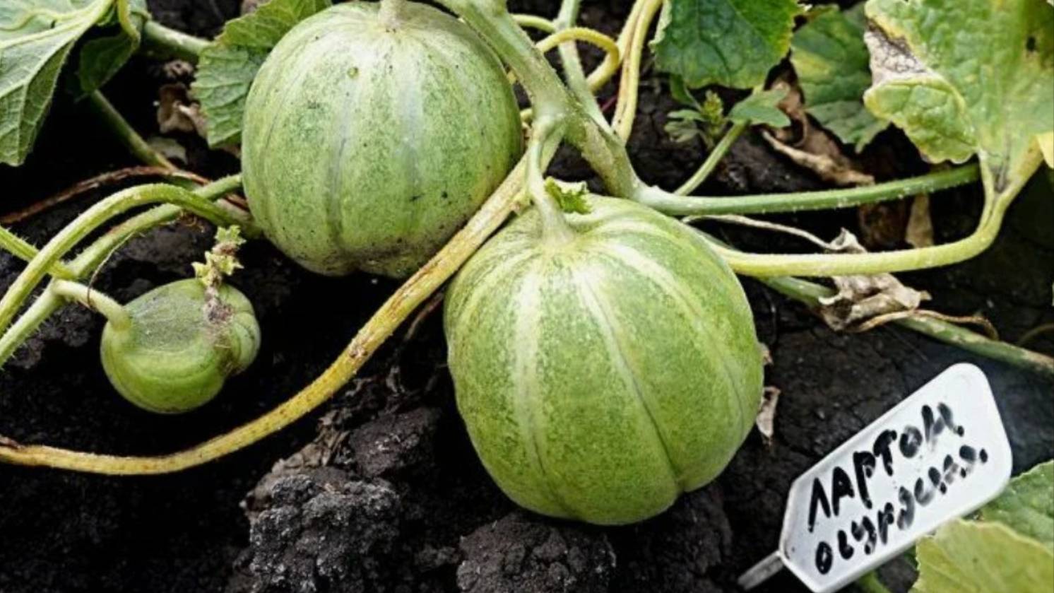 Как развивается огурдыня и огурдыня ли это?