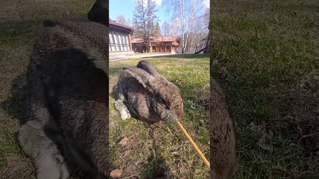 Жизнь кролика