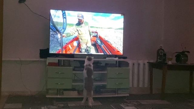 Кот Спартак 2025