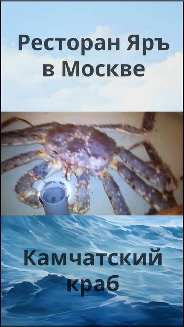 Камчатский краб