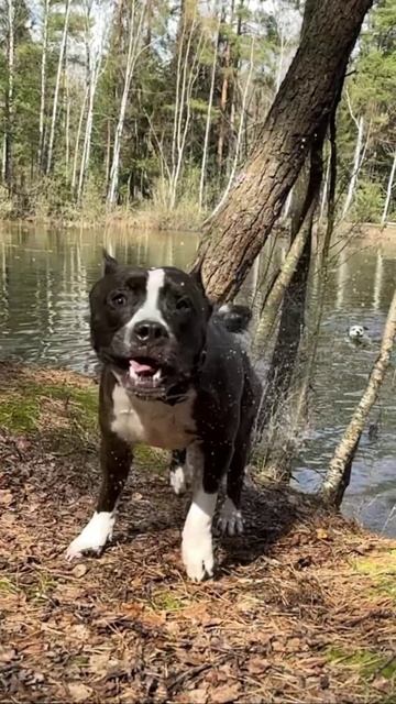 Изюминские встречи 2025, питомник Ценный Приз.