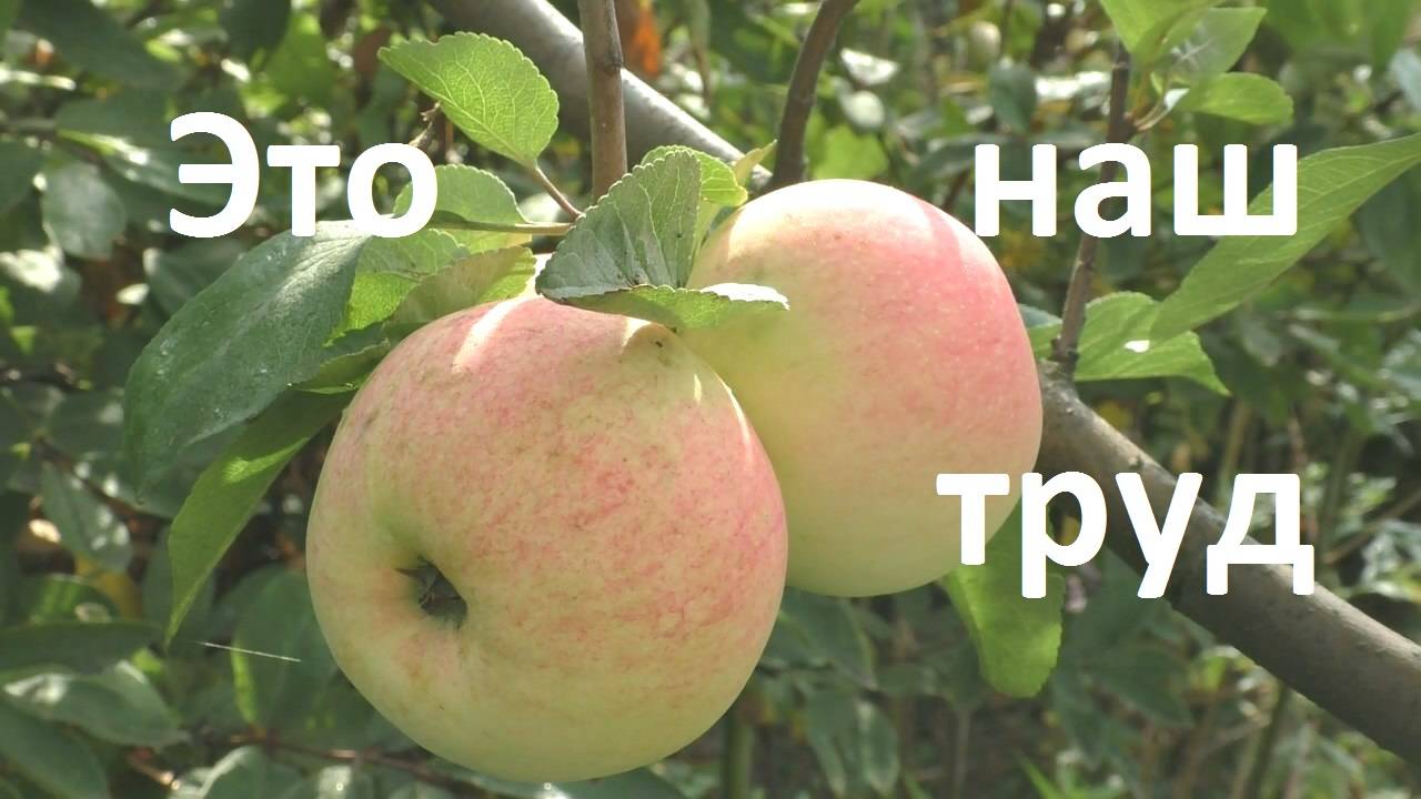 Пчелы это не только сладкий мед