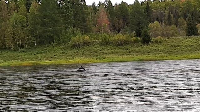 2020г.Саша Воронин пыжится через р.Онегу.