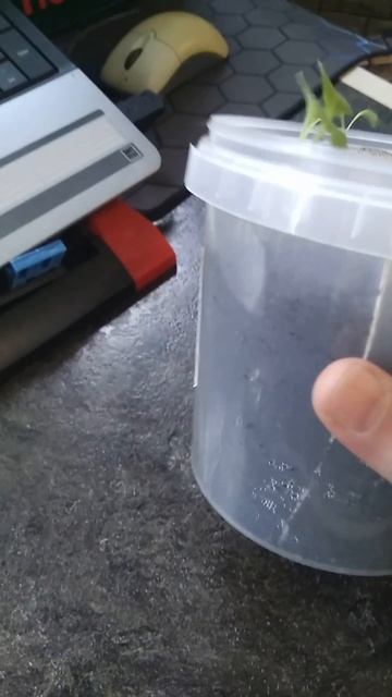 Рассада капусты на балконе