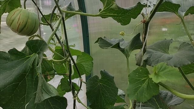 У плодов огурдыни и люффы появились признаки созревания