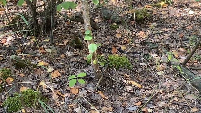 Змейка в лесу. Осень 2024