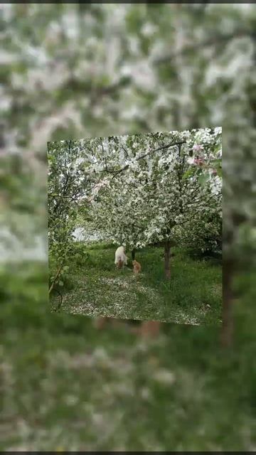 Я ,весна и мой кот💕🌺