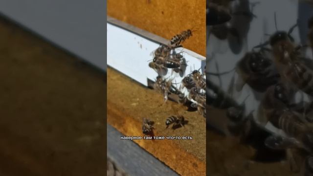 Кондиционер на пасеке #пасека #пчеловодство #пчелы #кондиционер #климат #климатнапасеке #пчеловод