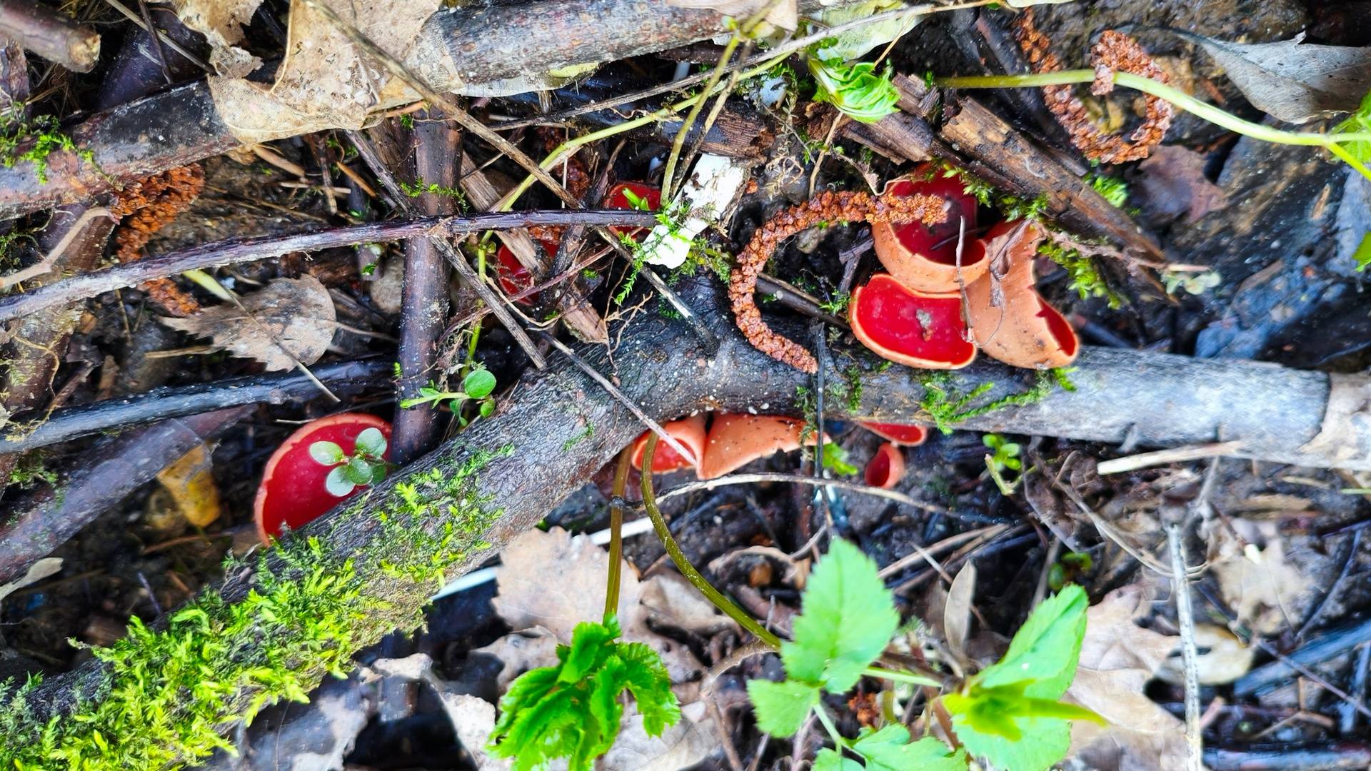 Первый выход за грибами 2025! Саркосцифа! #грибы #лес #2025