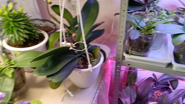 Влог 🌹как вам новый формат видео? 🤔🌿