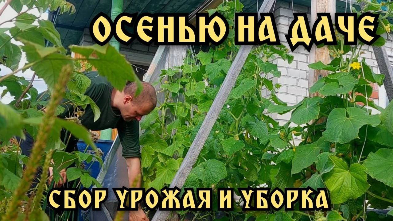 Дача. Осень. Сбор урожая и уборка.