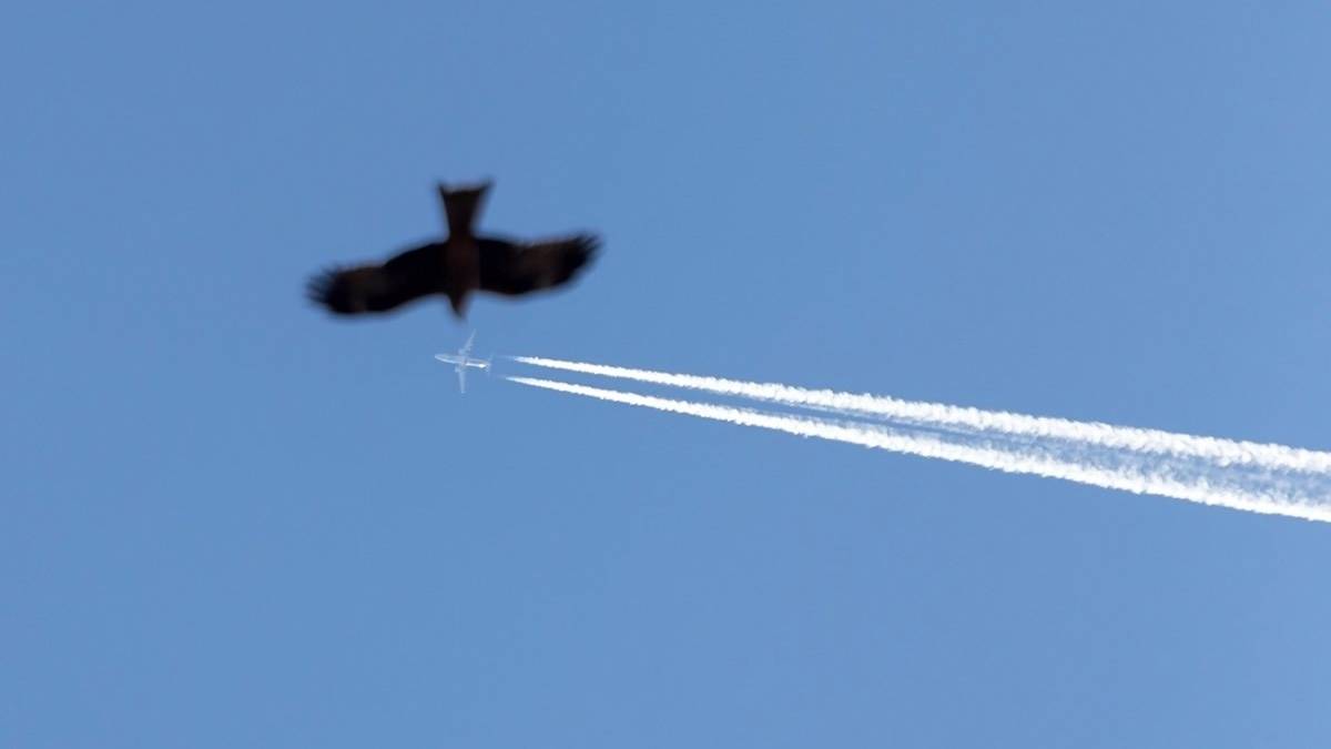 Владимир Швецов - "Предчувствие"