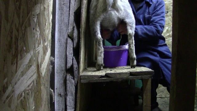 Муромцево 19  апреля 2025 Мини*** козовник