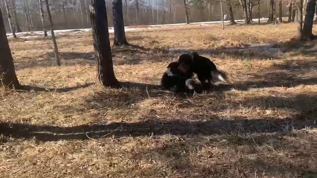 Веселые "В"-шки на встрече в Баболовском парке, март 25