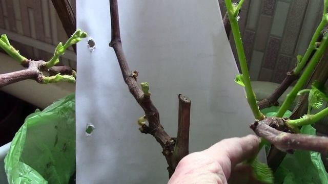 Муромцево 19  апреля 2025 Выламываем лишнее у двух леток  перезимовавших черенков винограда