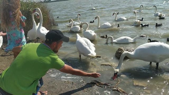 Крым. Евпатория. Лебеди.