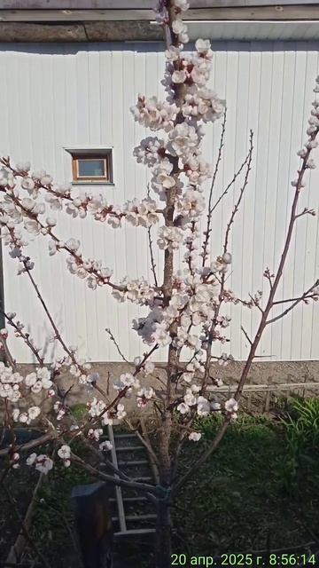 Светлой пасхи!