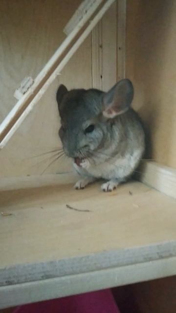 Шиншилла ест шиповник