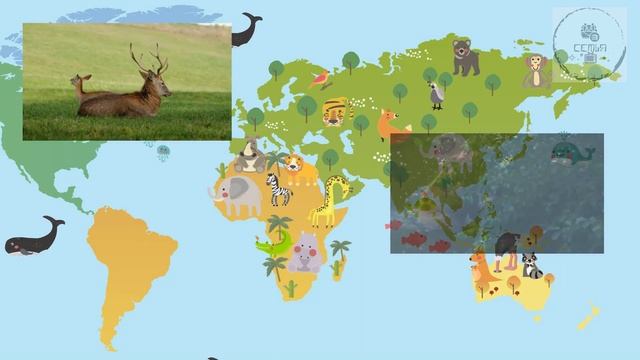 КАРТА МИРА География и животный мир для детей