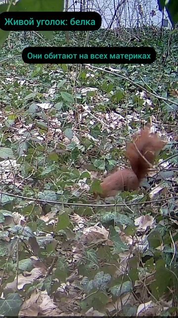 Путешествие в мир белок: где они обитают?