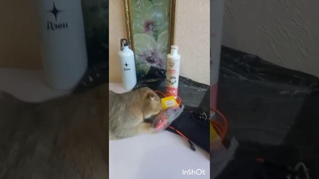 Подарки от Дзена