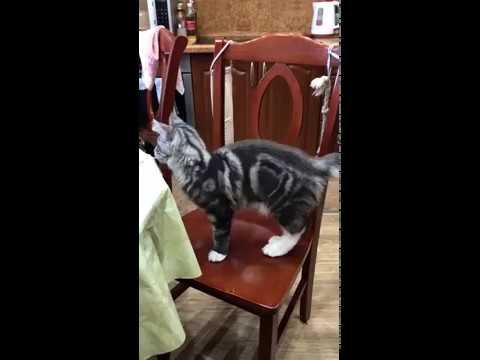 Сима - Серафим мейнкун 4 месяца
