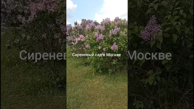 Сиреневый сад в Москве
