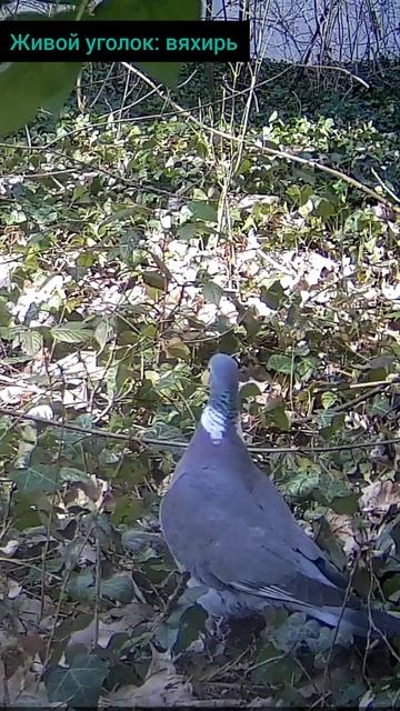 ВЯХИРЬ: Как стать истинным гурманом среди голубей