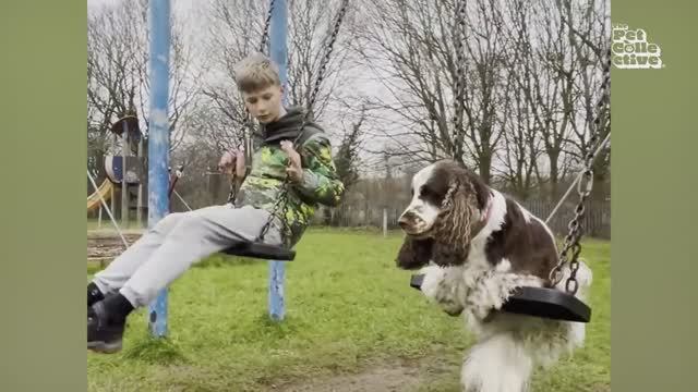 ВЕСЕЛЫЕ Собаки Ведут Себя Странно 🤪 | 60 Минут Смешных Видео с Собаками