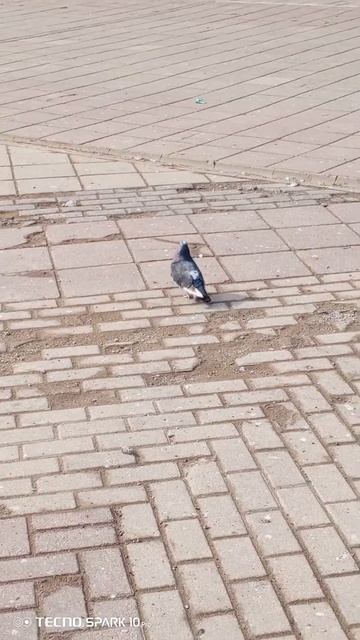 Голуби продолжает бежать на друг друга. (Злой голубь, и брачные игры голуби).