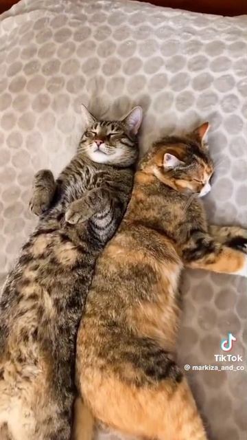 громкий сон