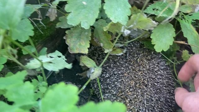 Ёжик в огороде. Осень 2024