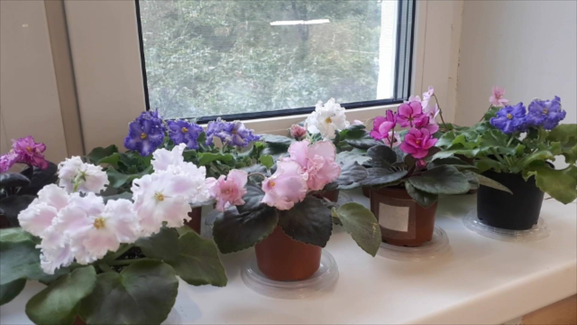 НЕЛЬЗЯ КАТЕГОРИЧЕСКИ! Заповеди Любителей Фиалок!!!