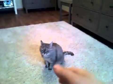Котэ застрелен прикол )))))))