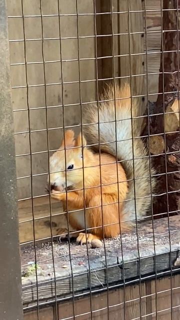 Белочка на территории  мужского монастыря, осень 2024