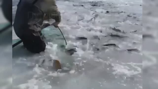 Нерест селедки на Сахалине / рыбалка на селёдку / 19 апреля 2025 года