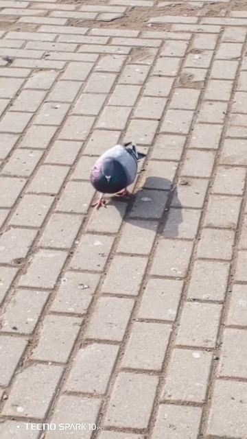 Легендарный брачные игры голуби. (Голуби воркуют).