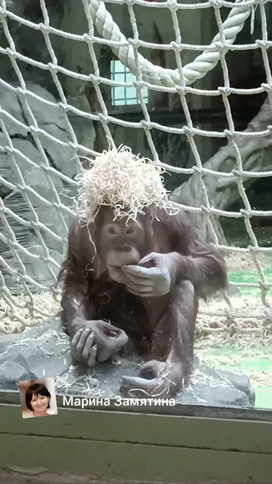 Орангутан в Московском зоопарке.