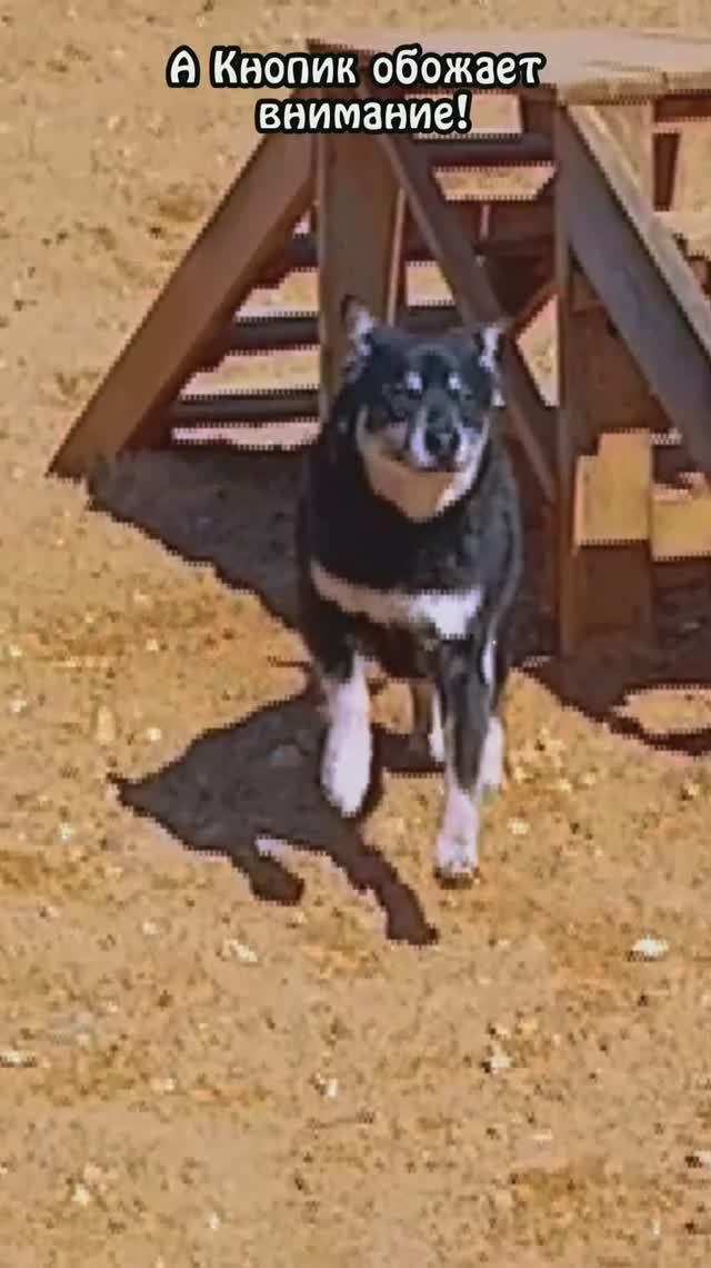 Этюд "Пляжный Кнопик" ❥ Приют в Малинках