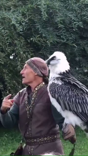 Птица Бородач, или бородач-ягнятник (Gypaetus barbatus)